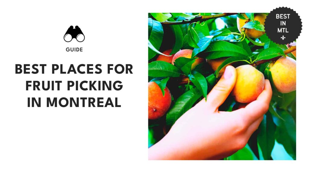 The most charming places to pick fruit in (or near) Montreal