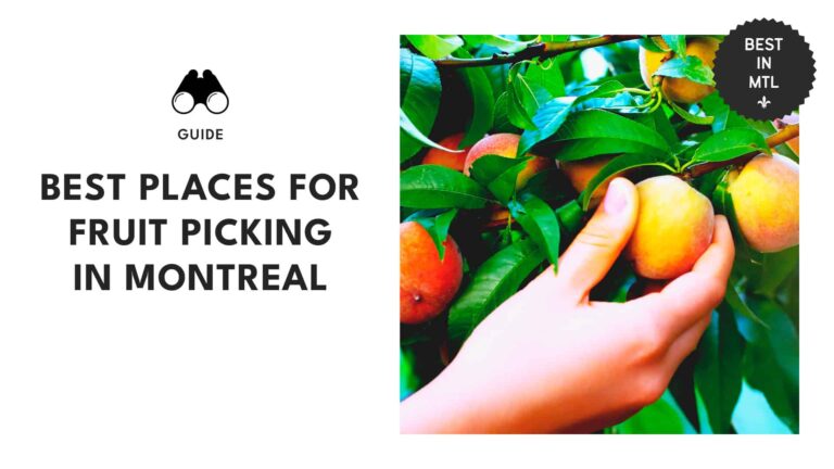The most charming places to pick fruit in (or near) Montreal
