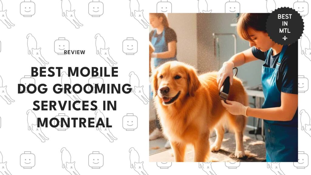The 5 Montreal mobile dog groomers to spoil your pup [2026]
